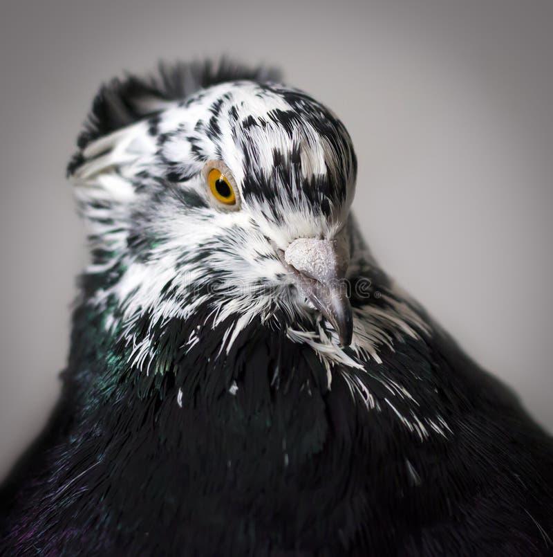 Bird Portrait. Poultry Keeping Stock Photo - Image of animal, pigeons ...