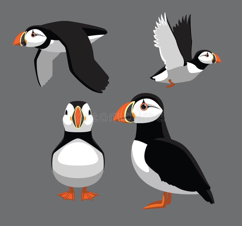 Atlantic Puffin Flying Motion Animation Sequence Cartoon Vector ...