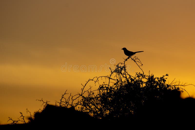 Bird Backlit by the Sunset while Posing in a Branch. Stock Photo ...