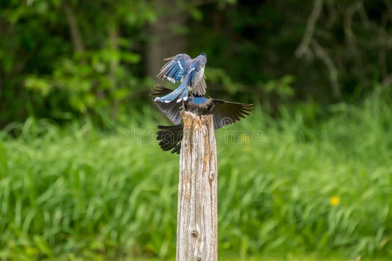 Bird on post stock photo. Image of wildlife, grass, wing - 266630730