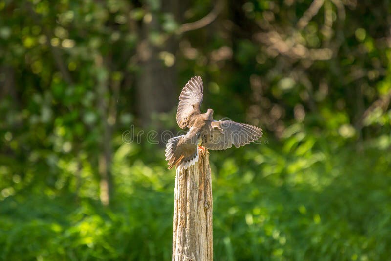 Bird on post stock photo. Image of tree, grass, jungle - 266706094