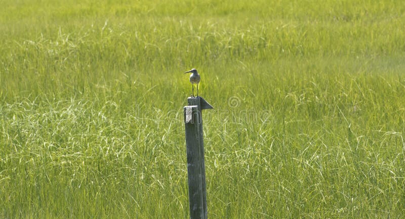 Bird on Post stock photo. Image of wildlife, swamp, unspoiled - 73732728