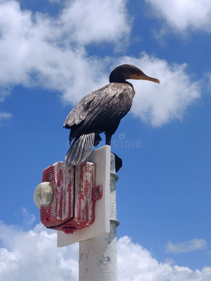 Bird on a Post in a Field stock photo. Image of bird - 118259174