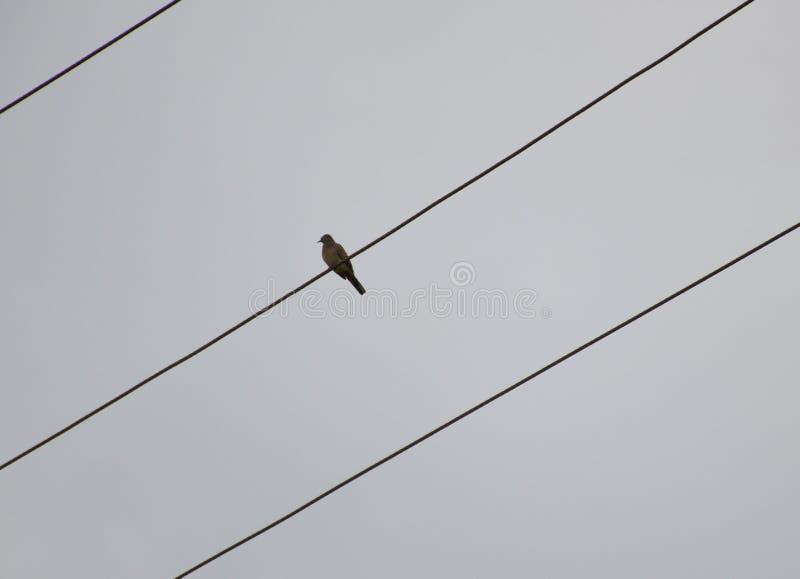 Bird on a Power Line in the Sky Stock Image - Image of high, feather ...