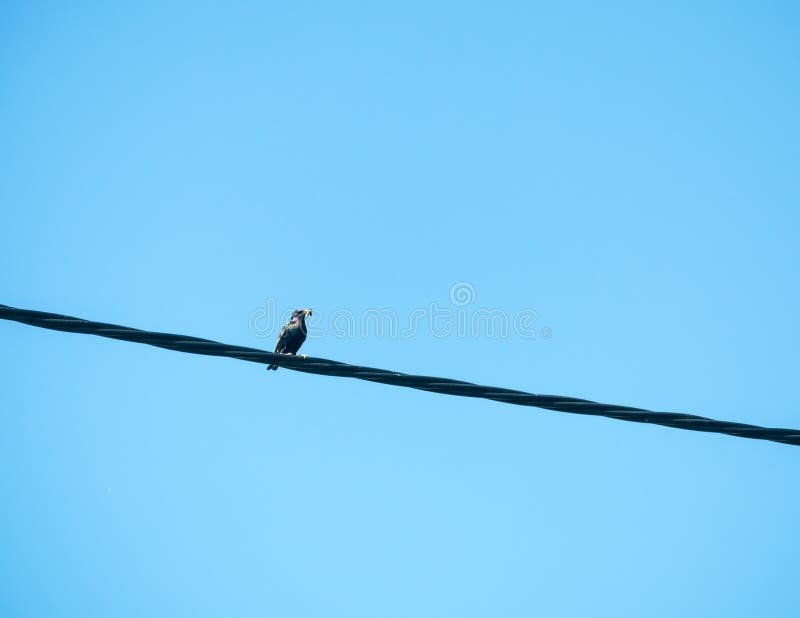Bird on a power line stock image. Image of power, line - 78996083