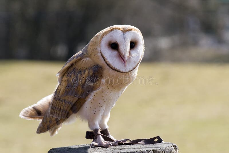 Bird of pray stock photo. Image of closeup, bird, looking - 15180310