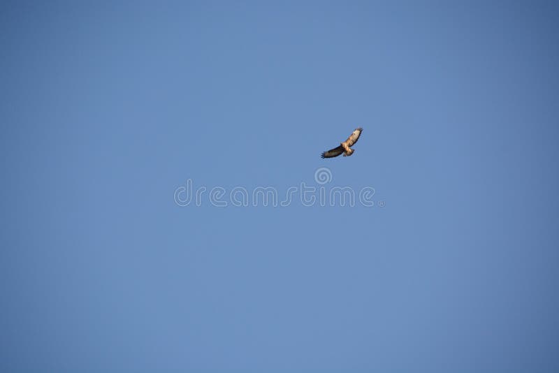 Bird of pray stock image. Image of feather, predator - 81824249