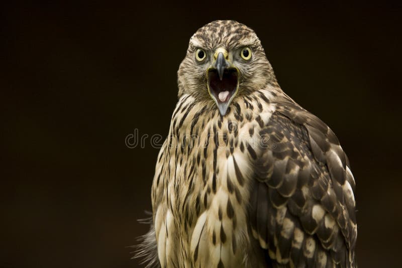 Flcon Stock Photos - Free & Royalty-Free Stock Photos from Dreamstime