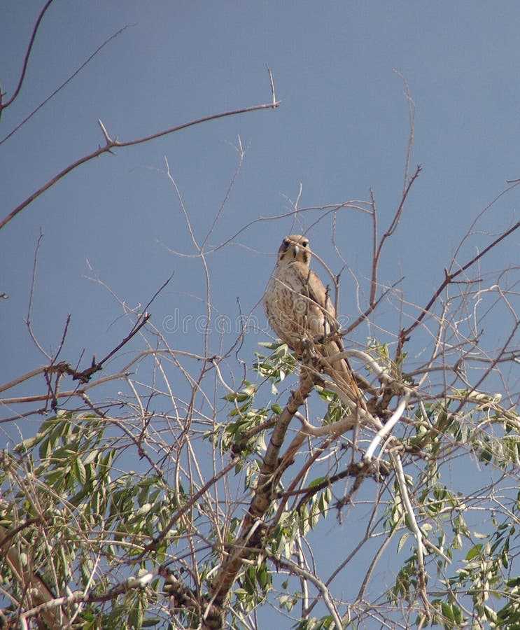 Prairie dog stock image. Image of attentive, wildlife - 9719437