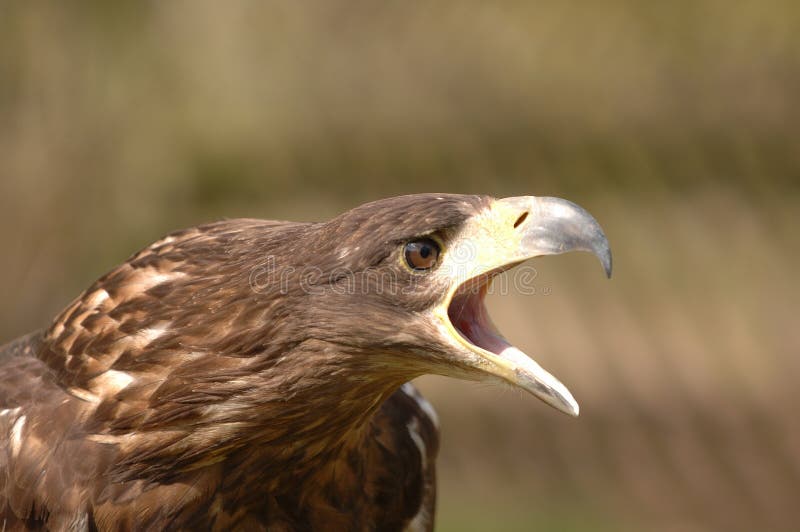 Bird of Prey- Ruffled Feathers Stock Photo - Image of portrait, strong ...
