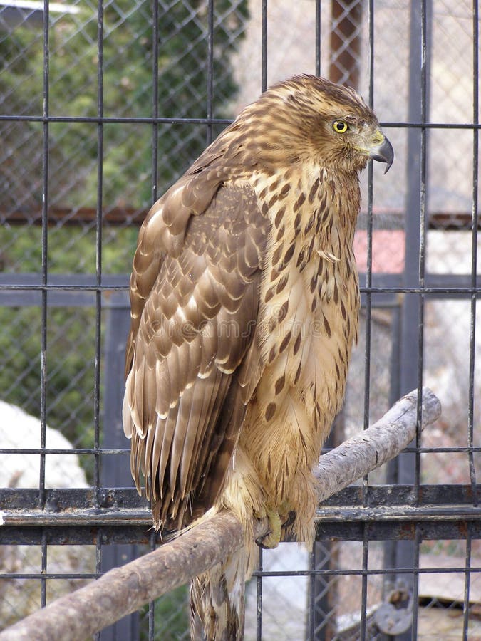 Bird of prey stock photo. Image of wildlife, fenced, sitting - 4863318