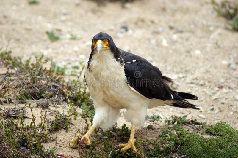 White-crowned Lapwing ( Plover ) Stock Image - Image of spurs, wattled ...