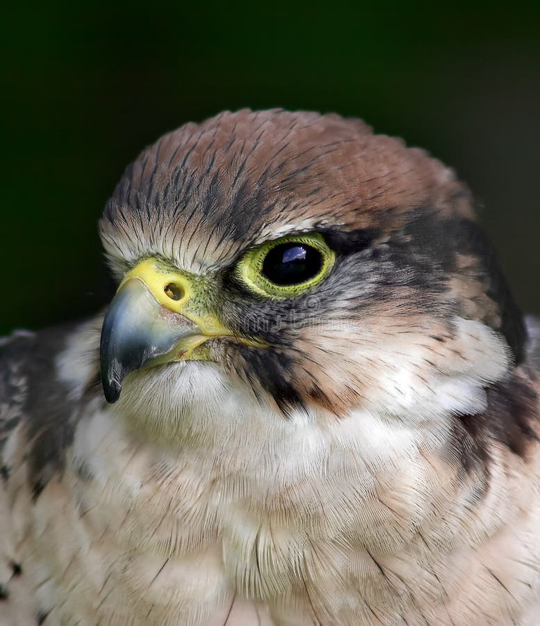 Bird Of Prey Picture. Image: 973693