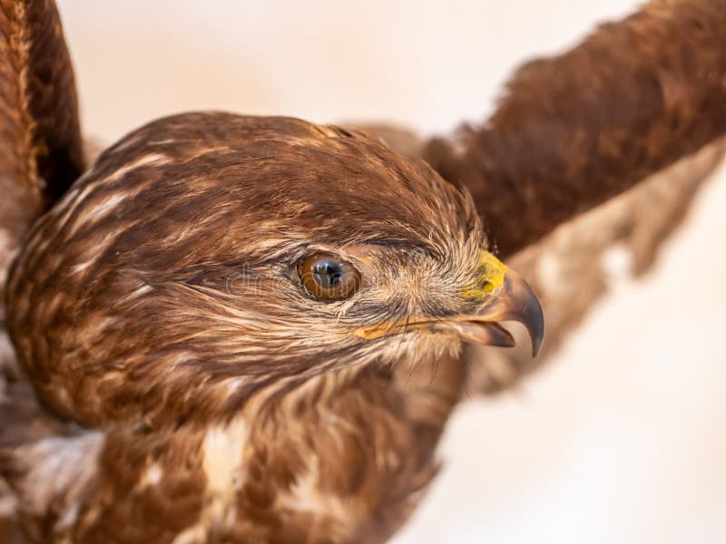 Bird of Prey Animal Portrait Isolated Stock Photo - Image of wild ...