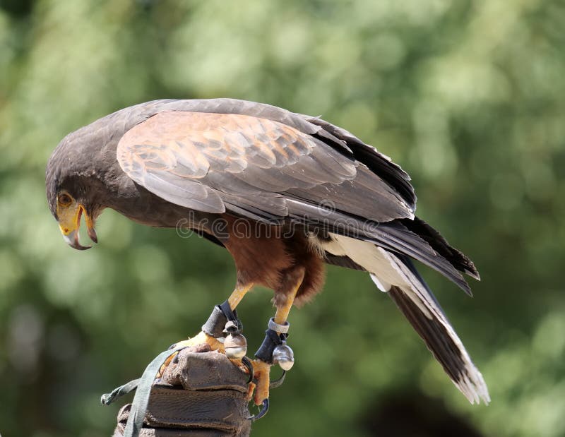 Bird, Bird Of Prey, Beak, Hawk Picture. Image: 132765692