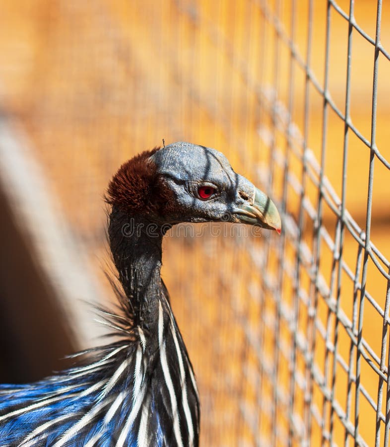 A bird of prey in a cage stock photo. Image of bald - 154480060