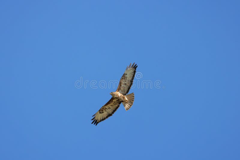 Bird of Prey Common Buzzard, Buteo Buteo with Open Wings Flying in Sky ...