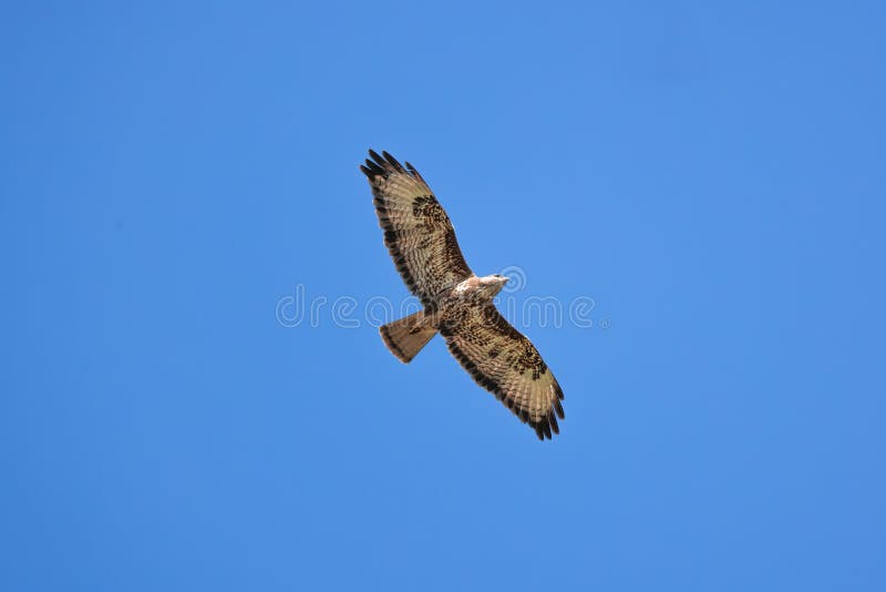 Bird of Prey Common Buzzard, Buteo Buteo with Open Wings Flying in Sky ...
