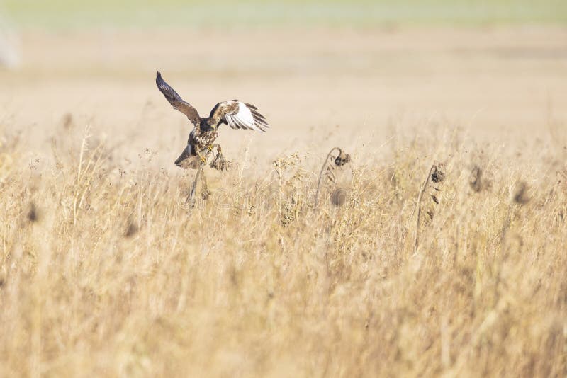 A Common Buzzard Taking Off in Flight at Sunset. Stock Photo - Image of ...