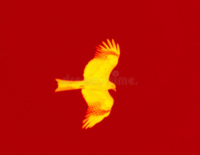 293 Bird Infrared Stock Photos - Free & Royalty-Free Stock Photos from ...