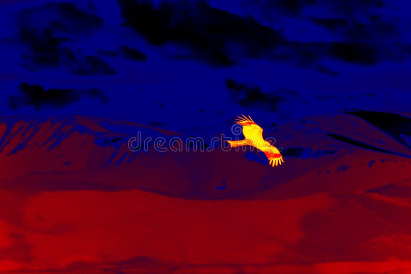 339 Bird Infrared Stock Photos - Free & Royalty-Free Stock Photos from ...