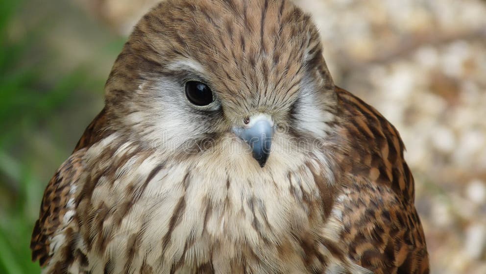 Bird of prey stock photo. Image of bill, feathery, prey - 42502512