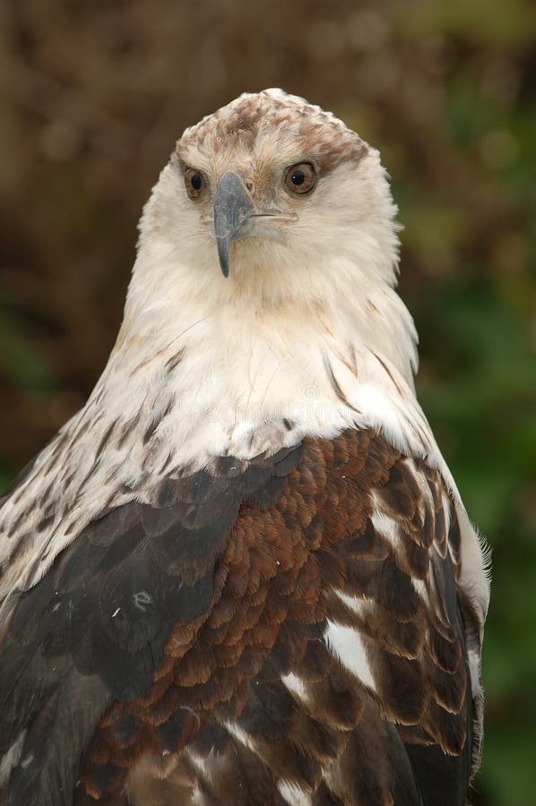 Bird of Prey- Ruffled Feathers Stock Photo - Image of portrait, strong ...