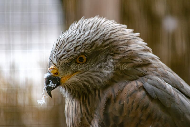 A Bird of Prey Having a Clean Stock Photo - Image of festive, coastline ...