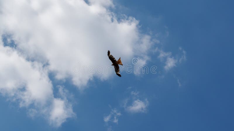 Eagle Flying Upwards Stock Photos - Free & Royalty-Free Stock Photos ...