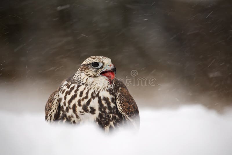 Bird of Prey Lanner Falcon with Snowflake in Cold Winter Stock Photo ...