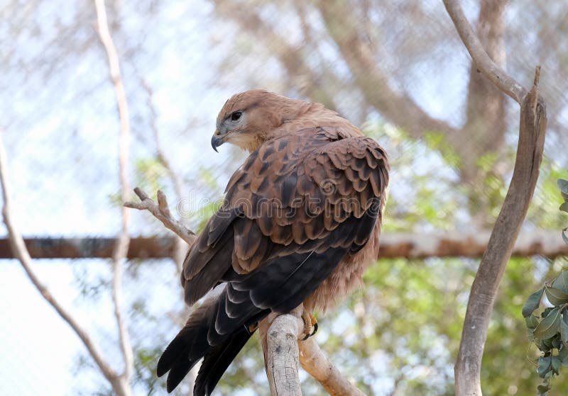 Bird of Prey Long-legged Buzzard Lat. Buteo Rufinus Stock Photo - Image ...