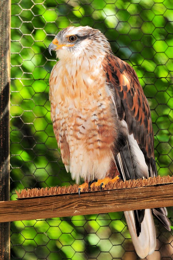 Bird of prey, Merlin stock image. Image of prey, feathers - 24863733