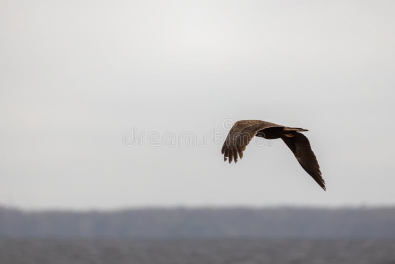Bird of Prey in Mid-flight Over a Tranquil Lake As Blurred Distant ...