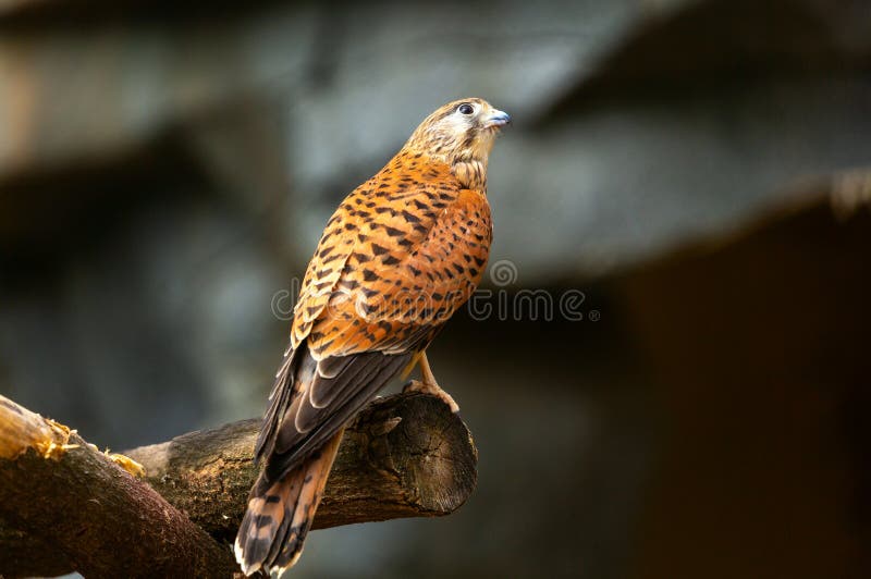 Bird Prey Perching Old Stump Common Kestrel Stock Photos - Free ...