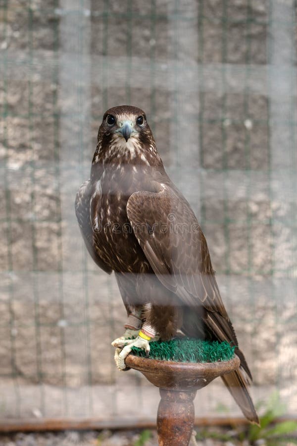 480 Peregrine Falcon Claws Stock Photos - Free & Royalty-Free Stock ...