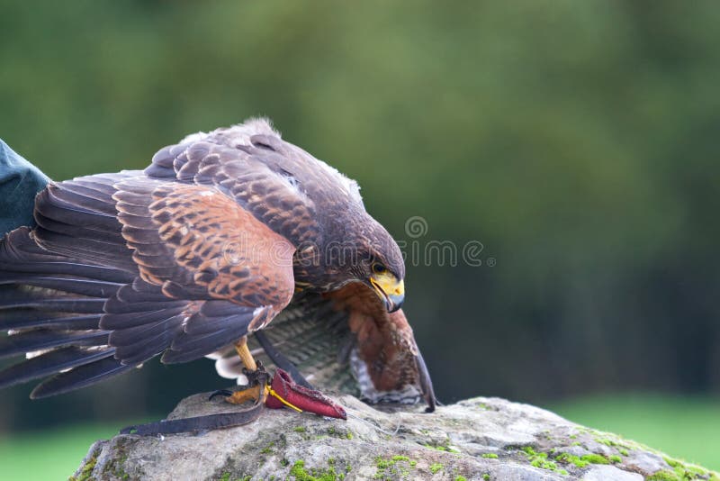 Bird of prey stock photo. Image of destinations, wild - 36471058