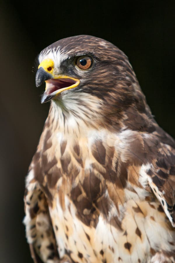 Bird of prey stock photo. Image of animal, prey, animals - 36471454