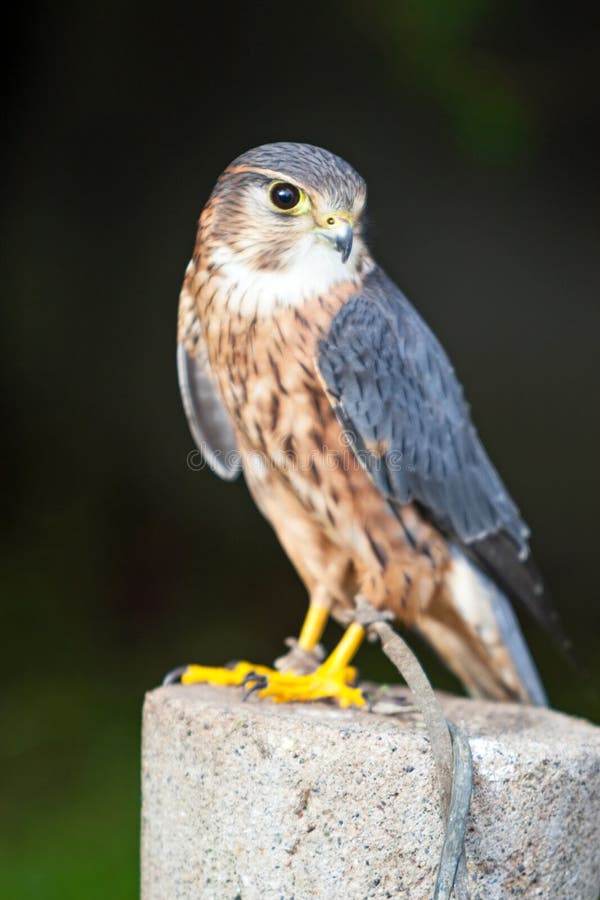 Bird of prey stock image. Image of close, beak, animal - 36471503