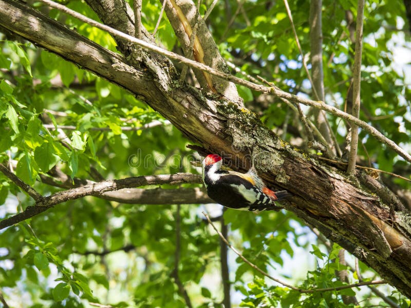 A Large Spotted Woodpecker Pecks at a Branch with Its Beak. Stock Image ...