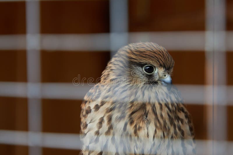 A Bird of Prey Sits Behind Bars in a Blur Stock Photo - Image of eagle ...