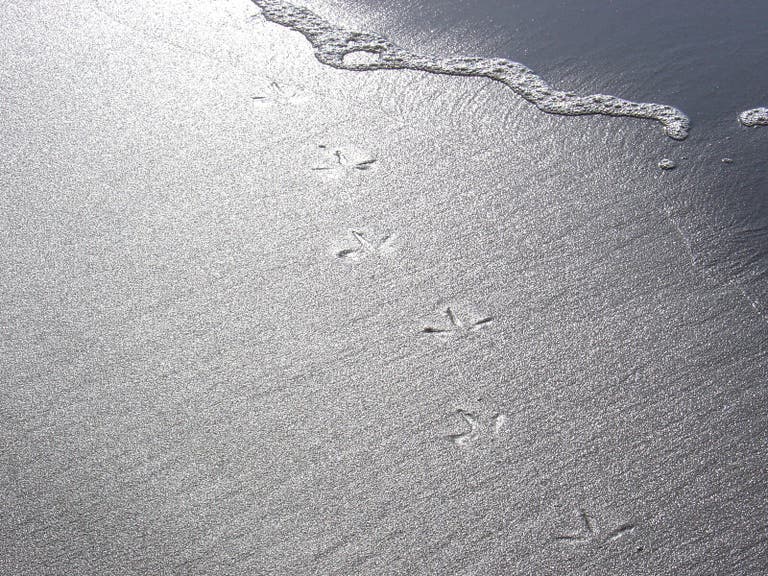 4,268 Mark Bird Stock Photos - Free & Royalty-Free Stock Photos from ...