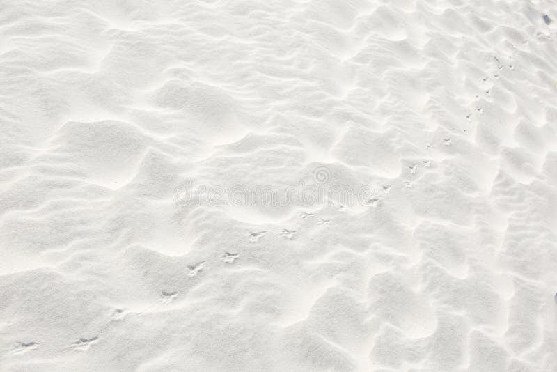 Bird Prints in the Sand stock photo. Image of natural - 53134924
