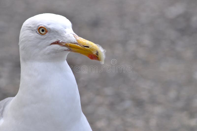 Bird Profile stock image. Image of ornithology, face - 14929587