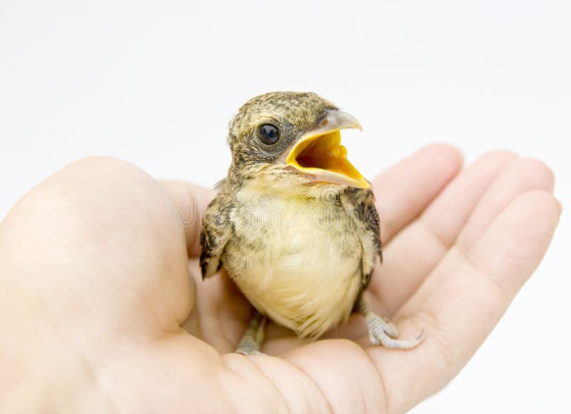 Bird protection stock photo. Image of colours, gray, cute - 15012298