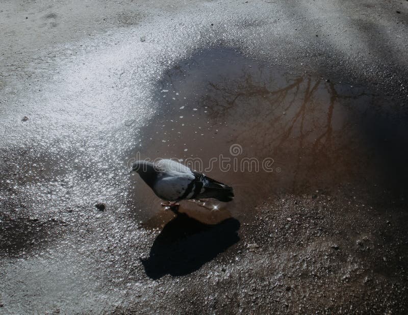 Bird in the puddle stock photo. Image of next, tree - 116876096