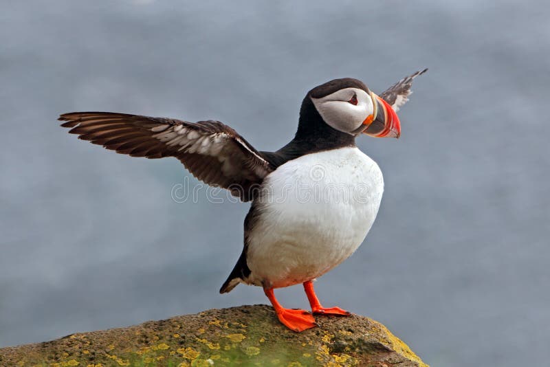 Atlantic Puffin with Webbed Feet Stock Photo - Image of feathers, cute ...