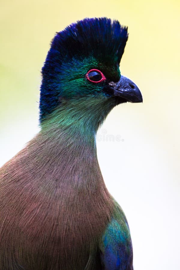 Bird Purple-Crested Turaco Head Stock Image - Image of turaco, color ...