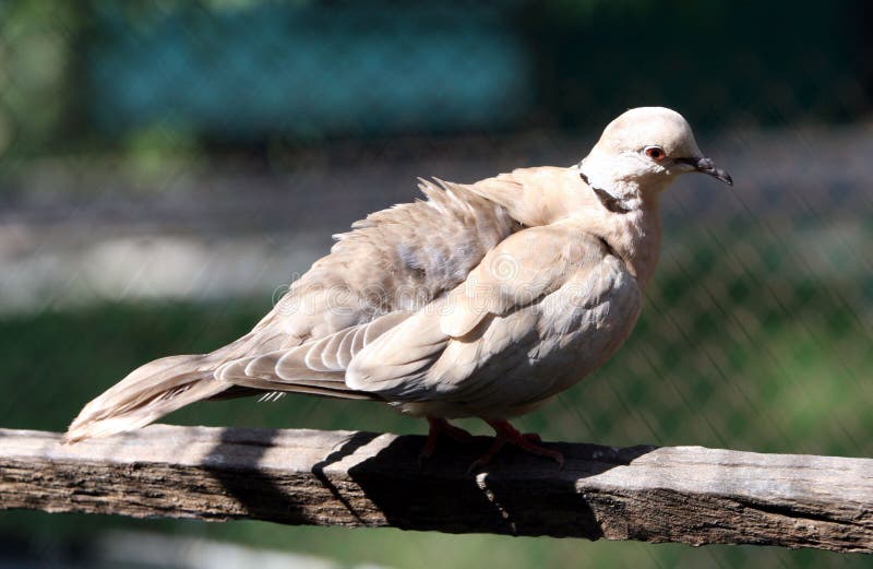 Bird stock image. Image of tree, java, solo, puter, indonesia - 31642935