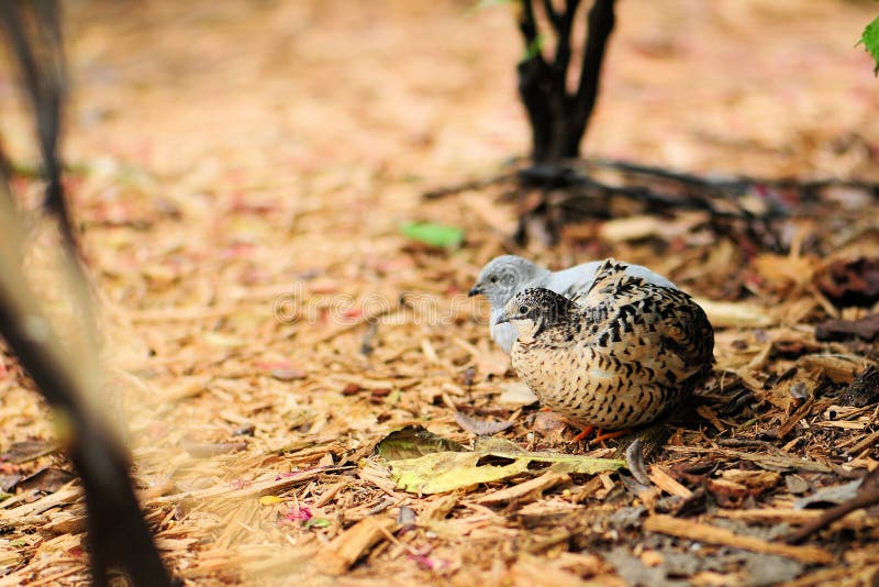 Bird: Quails stock photo. Image of beauty, creature, beak - 23472318