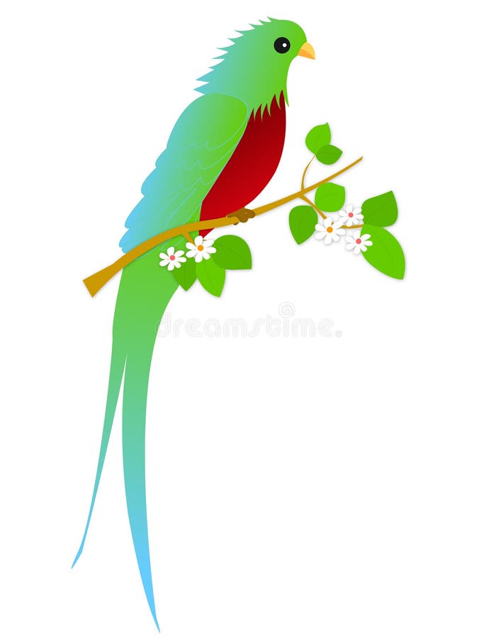 Bird - Quetzal stock vector. Illustration of beautiful - 8436809